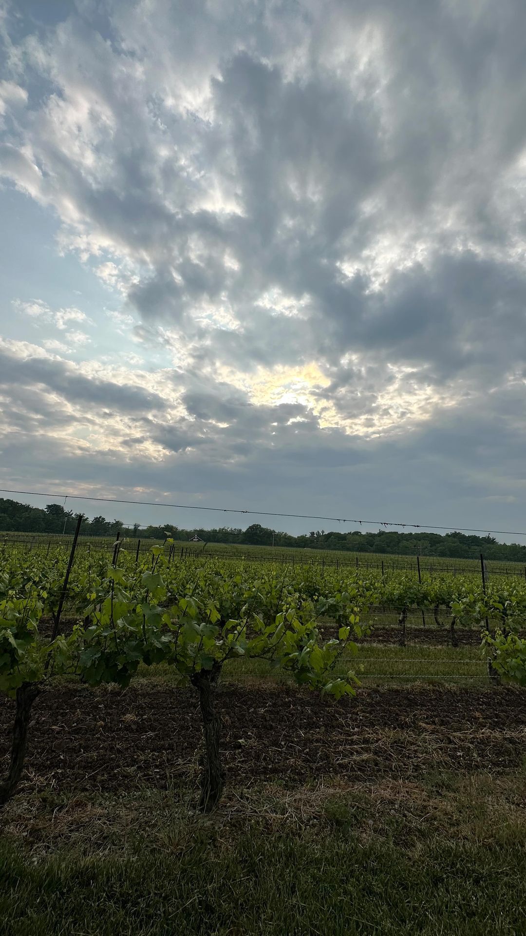 Cave Spring Vineyard